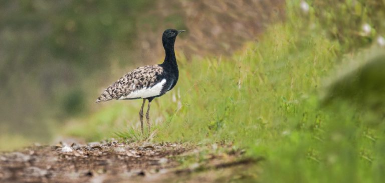 Florican Spiritual Meaning, Symbolism and Totem | Explained