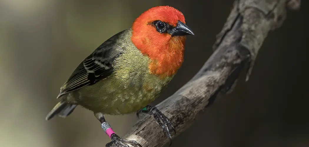 Fody Spiritual Meaning, Symbolism and Totem | Complete Guide