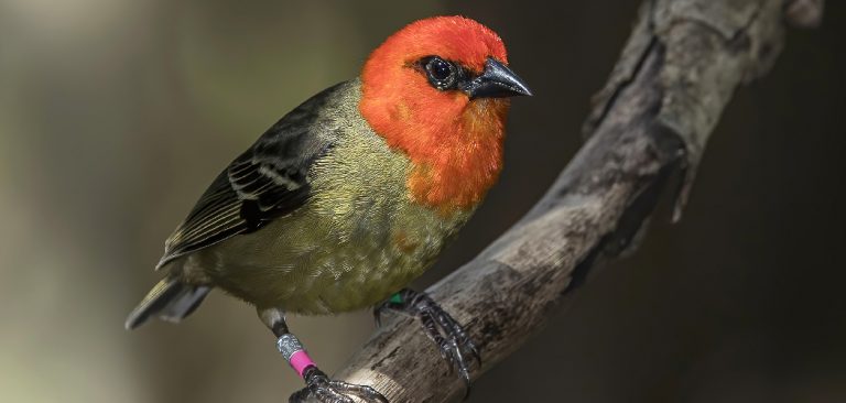 Fody Spiritual Meaning, Symbolism and Totem | Complete Guide