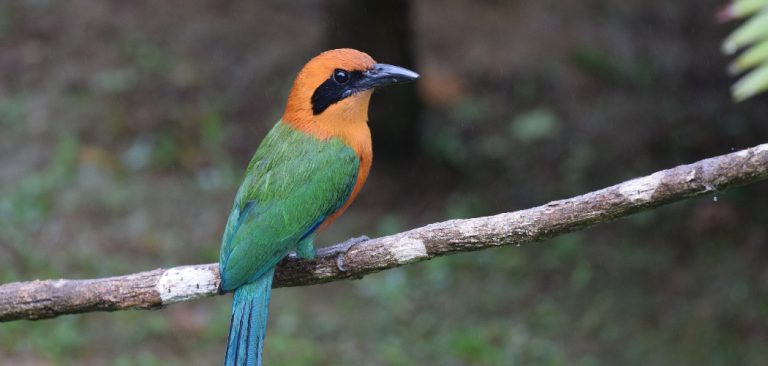 Motmot Spiritual Meaning, Symbolism and Totem | Detailed Guide