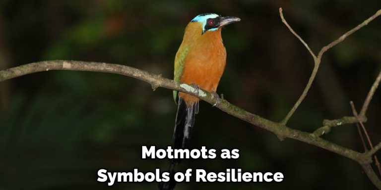 Motmot Spiritual Meaning, Symbolism and Totem | Detailed Guide