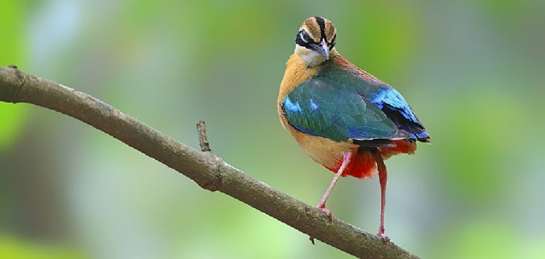 Pitta Spiritual Meaning, Symbolism and Totem | Complete Guide