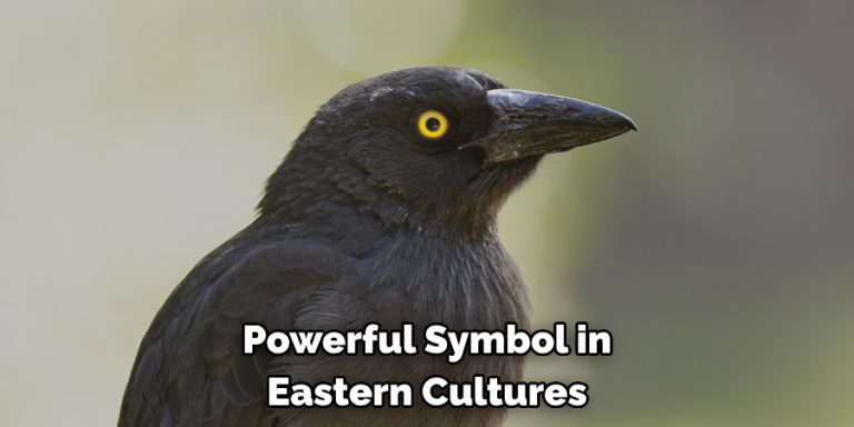 Currawong Spiritual Meaning, Symbolism and Totem (2026)