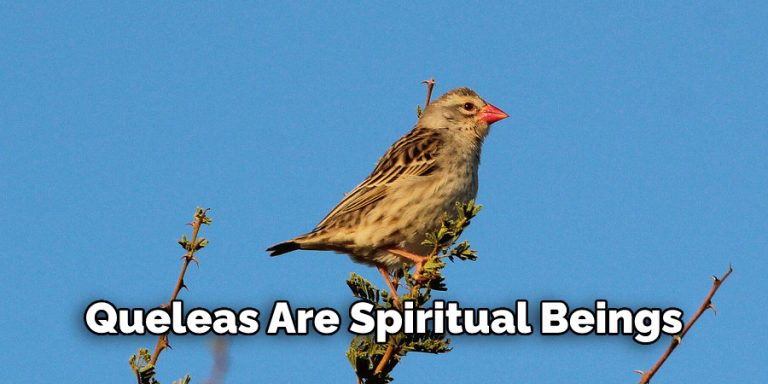 Quelea Spiritual Meaning, Symbolism and Totem | Detailed Guide
