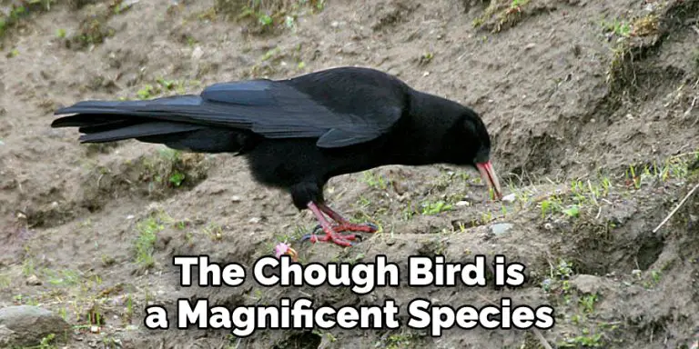 Chough Spiritual Meaning, Symbolism and Totem | Detailed Guide