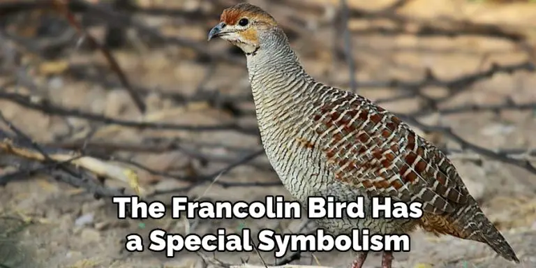 Francolin Spiritual Meaning, Symbolism and Totem | Explained