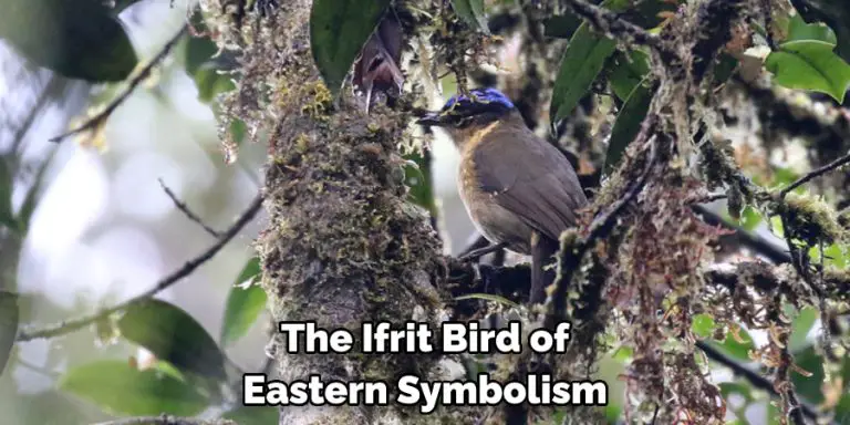 Ifrit Bird Spiritual Meaning, Symbolism and Totem (2025)