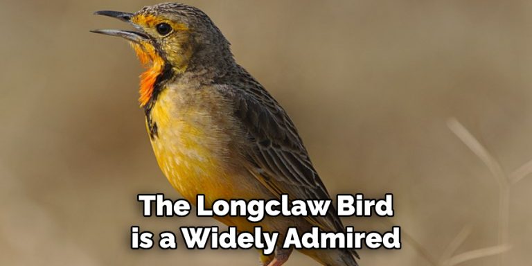Longclaw Spiritual Meaning, Symbolism and Totem | Explained