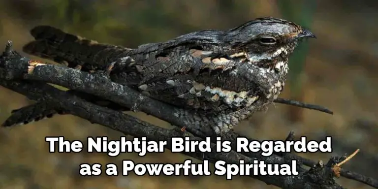 Nightjar Spiritual Meaning, Symbolism and Totem | Explained