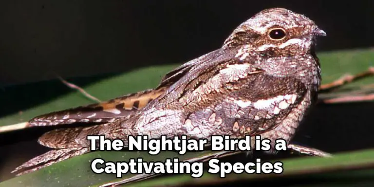Nightjar Spiritual Meaning, Symbolism and Totem | Explained