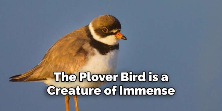 Plover Spiritual Meaning, Symbolism and Totem | Detailed Guide