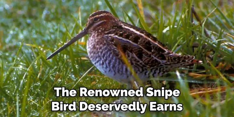 Snipe Spiritual Meaning, Symbolism and Totem | Detailed Guide
