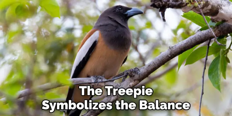 Treepie Spiritual Meaning, Symbolism, and Totem | Explained
