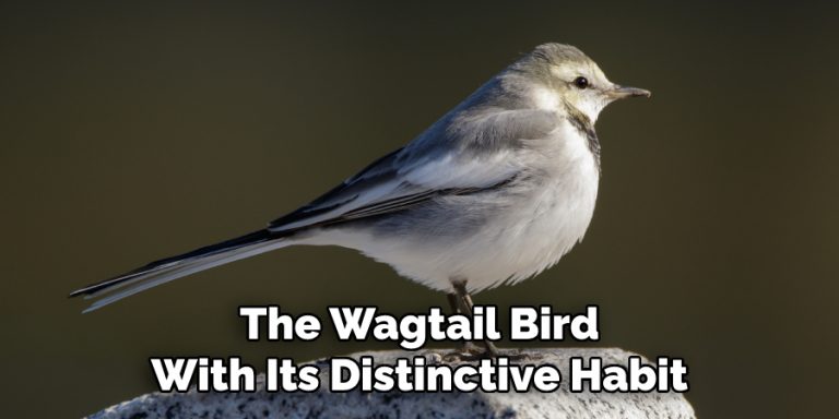 Wagtail Spiritual Meaning, Symbolism and Totem | Detailed Guide