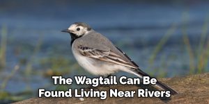 Wagtail Spiritual Meaning, Symbolism and Totem | Detailed Guide
