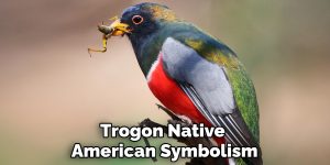 Trogon Spiritual Meaning, Symbolism and Totem | Detailed Guide