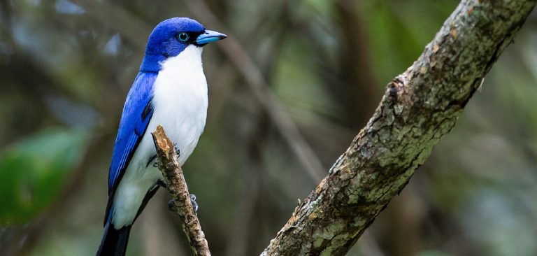 Vanga Spiritual Meaning, Symbolism and Totem in Detailed Guide