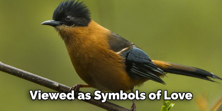 Sibia Spiritual Meaning, Symbolism and Totem | Explanation