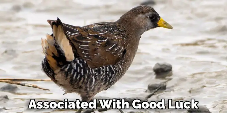 Sora Spiritual Meaning, Symbolism and Totem | Explained (2025)