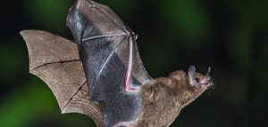 Bat Spiritual Meaning, Symbolism and Totem | Explanation (2025)