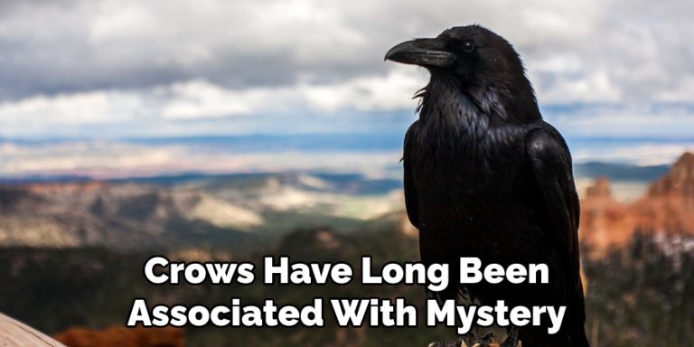Crow Spiritual Meaning, Symbolism and Totem | (2026)