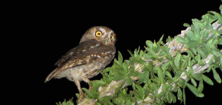 Elf Spiritual Meaning, Symbolism and Totem | Explained (2025)