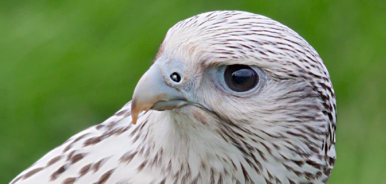 Falcons Spiritual Meaning, Symbolism and Totem | Detailed Guide Falcons Spiritual Meaning, Symbolism and Totem | Detailed Guide