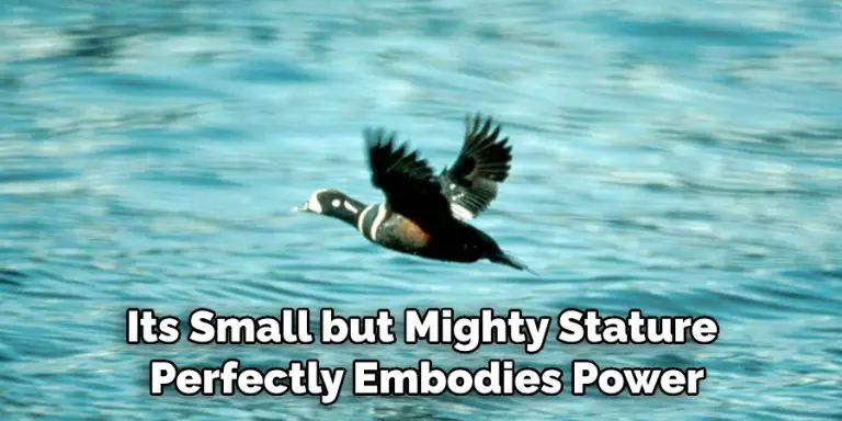 Harlequin Spiritual Meaning, Symbolism and Totem | Explained