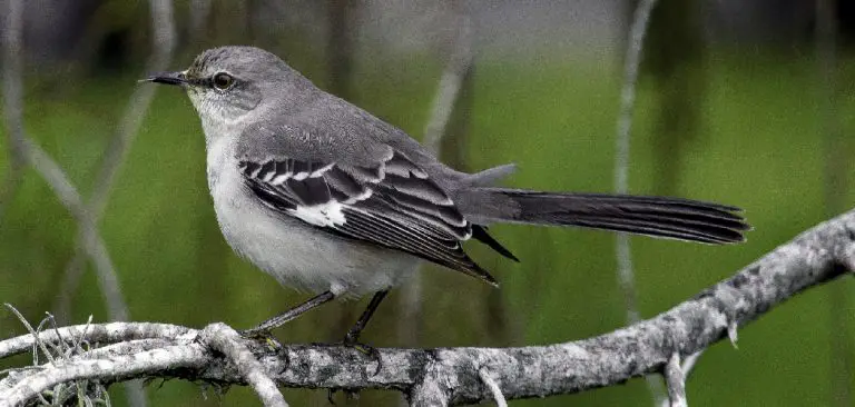 Mockingbird Spiritual Meaning, Symbolism and Totem | Explained