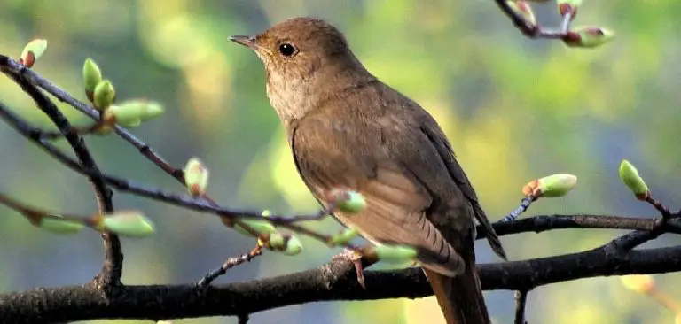Nightingale Spiritual Meaning, Symbolism and Totem | Explained