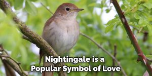 Nightingale Spiritual Meaning, Symbolism and Totem | Explained