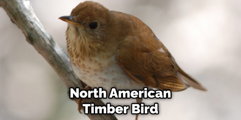 Veery Spiritual Meaning, Symbolism and Totem | Explained (2025)