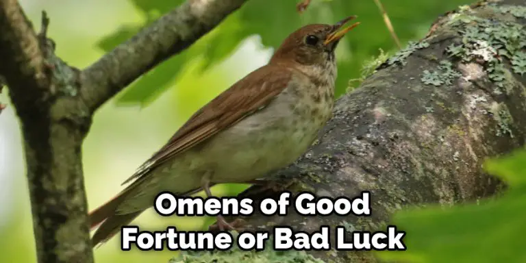 Veery Spiritual Meaning, Symbolism and Totem | Explained (2026)