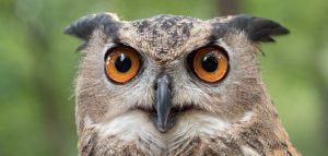 Owl Spiritual Meaning, Symbolism and Totem | Detailed Guide