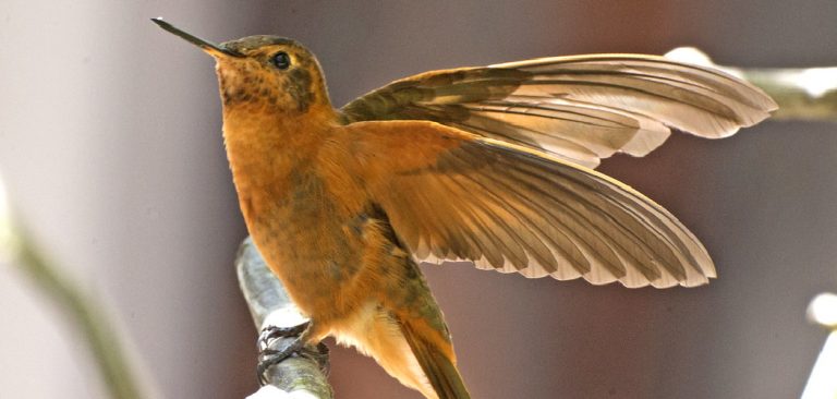 Sunbeam Spiritual Meaning, Symbolism and Totem | Detailed Guide