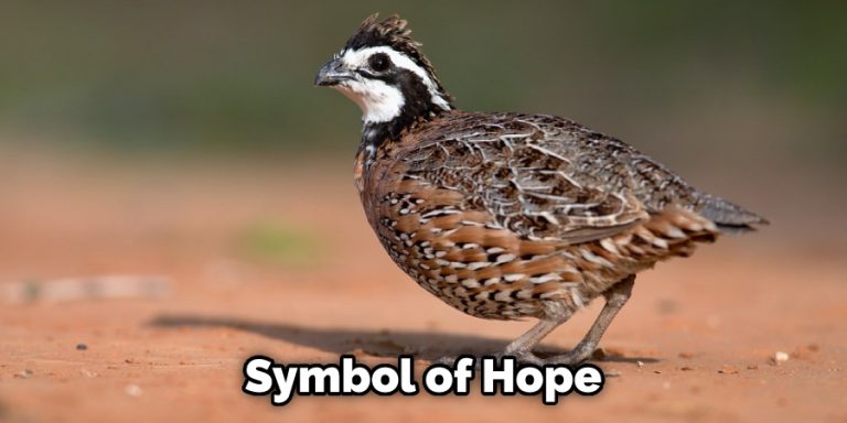 Bobwhite Spiritual Meaning, Symbolism and Totem | Explanation