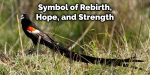 Widowbird Spiritual Meaning, Symbolism and Totem | Explained