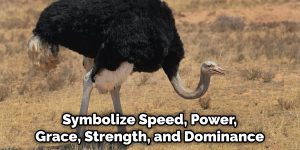 Ostrich Spiritual Meaning, Symbolism and Totem | Explained (2025)