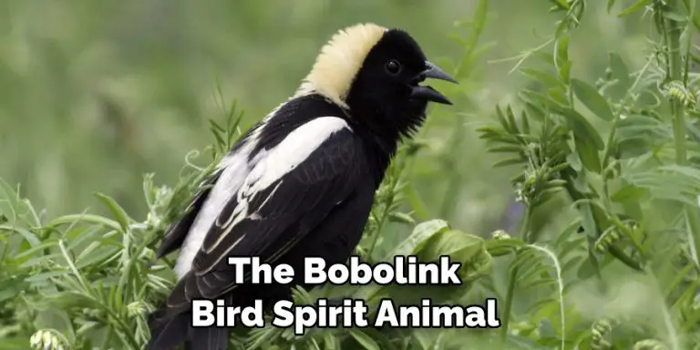 Bobolink Spiritual Meaning, Symbolism and Totem | Explanation