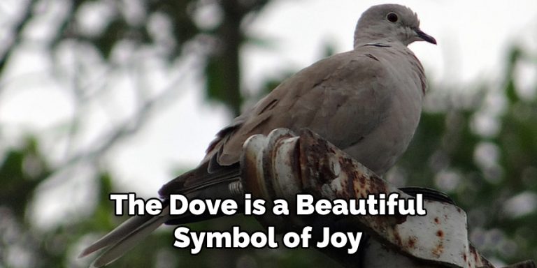 Dove Spiritual Meaning, Symbolism and Totem | Detailed Guide