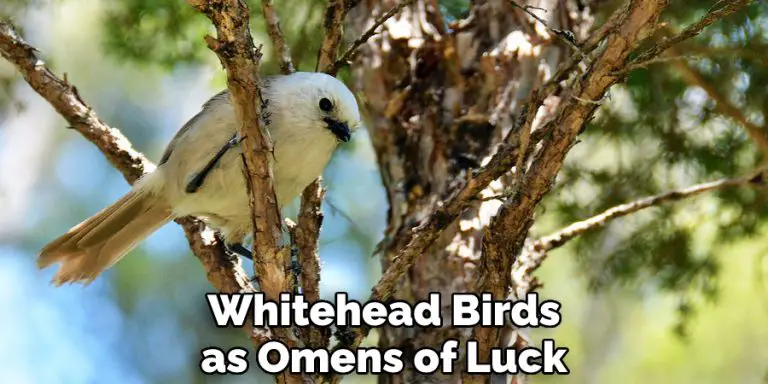 Whitehead Spiritual Meaning, Symbolism and Totem | Explanation