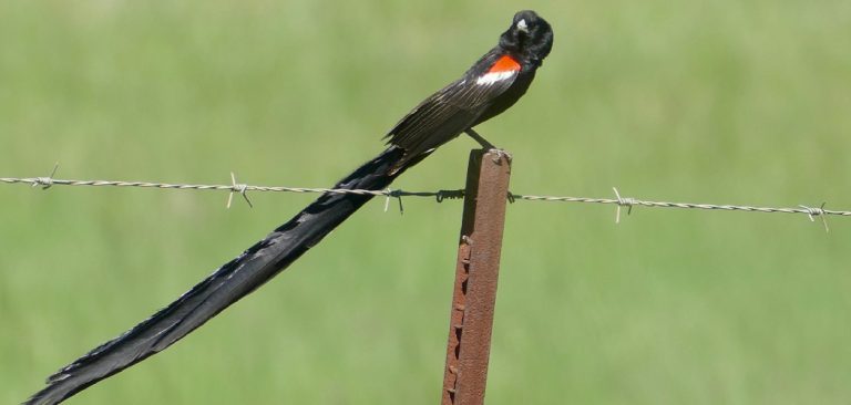 Widowbird Spiritual Meaning, Symbolism and Totem | Explained