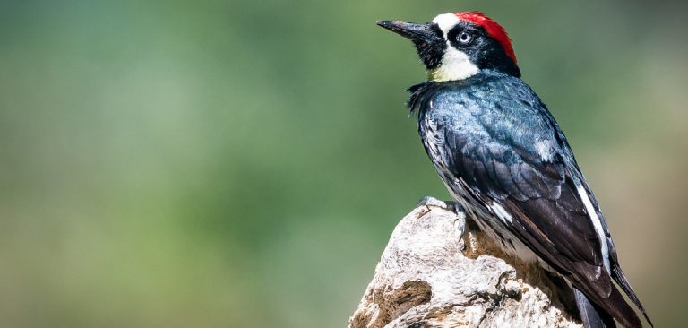 Acorn Spiritual Meaning, Symbolism and Totem | Explained (2025)