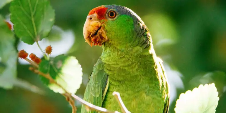 Amazon Spiritual Meaning, Symbolism and Totem | Explained (2026)