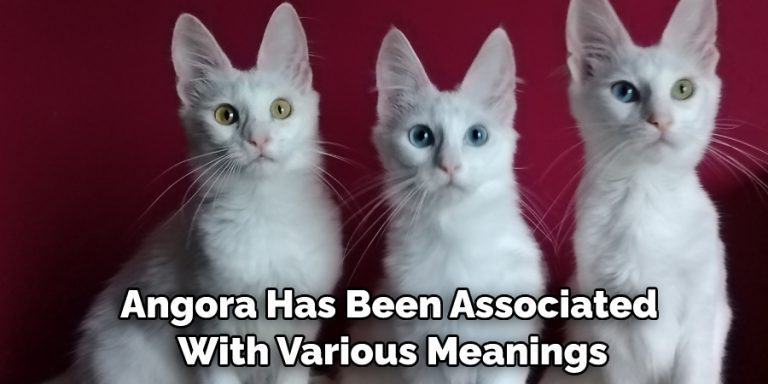 Angora Spiritual Meaning, Symbolism and Totem | Explained (2025)