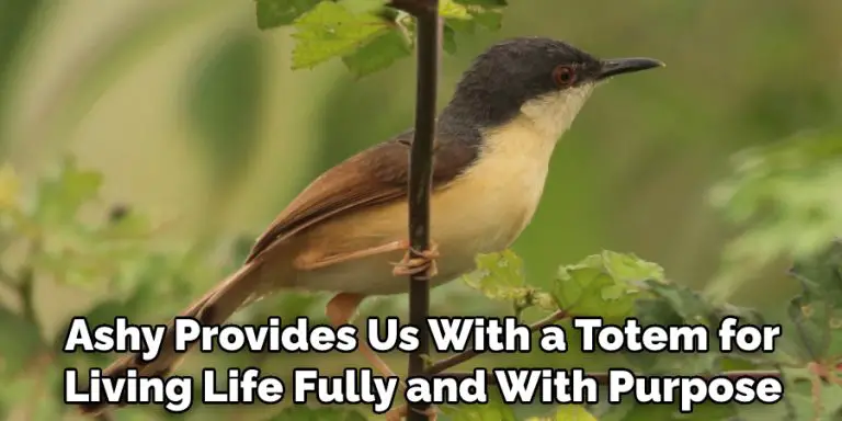 Ashy Spiritual Meaning, Symbolism and Totem | Explained (2025)