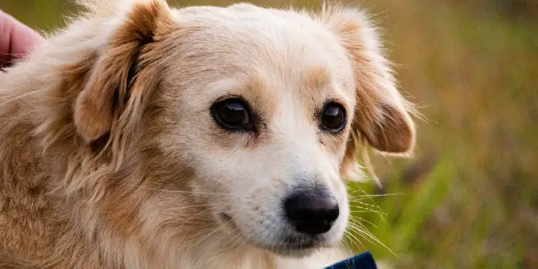 Chon Spiritual Meaning, Symbolism and Totem | Detailed Guide