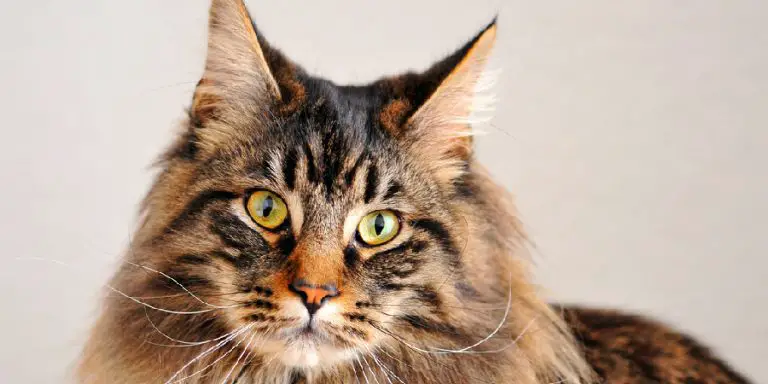 Coon Spiritual Meaning, Symbolism and Totem | Detailed Guide