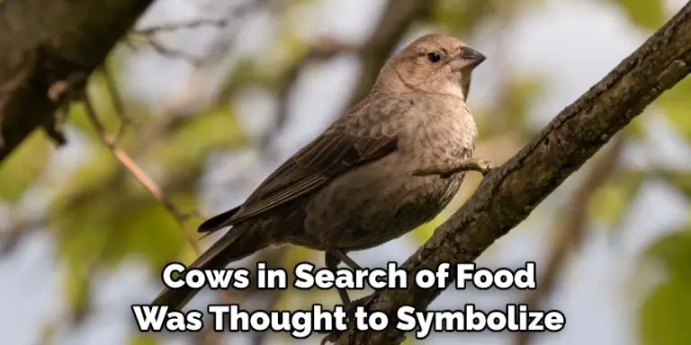 Cowbird Spiritual Meaning, Symbolism and Totem | Explained (2025)