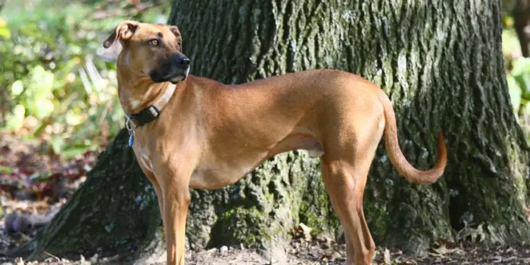 Cur Spiritual Meaning, Symbolism and Totem | Detailed Guide